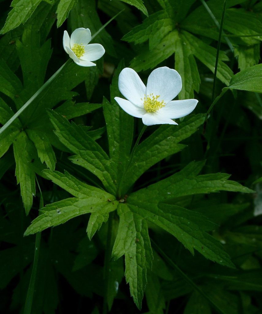 Perennials – Windy Rock Farm & Nursery