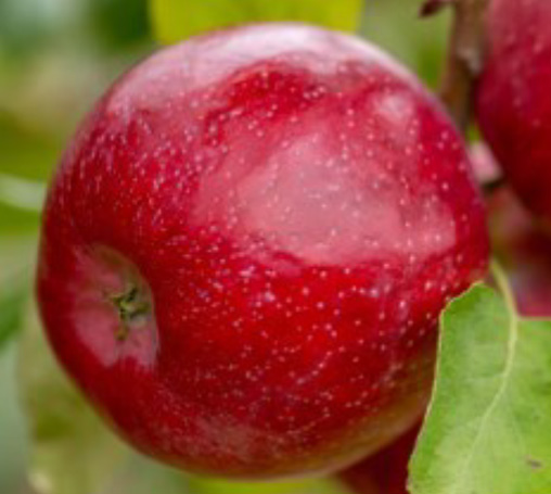 Fruit Trees – Windy Rock Farms